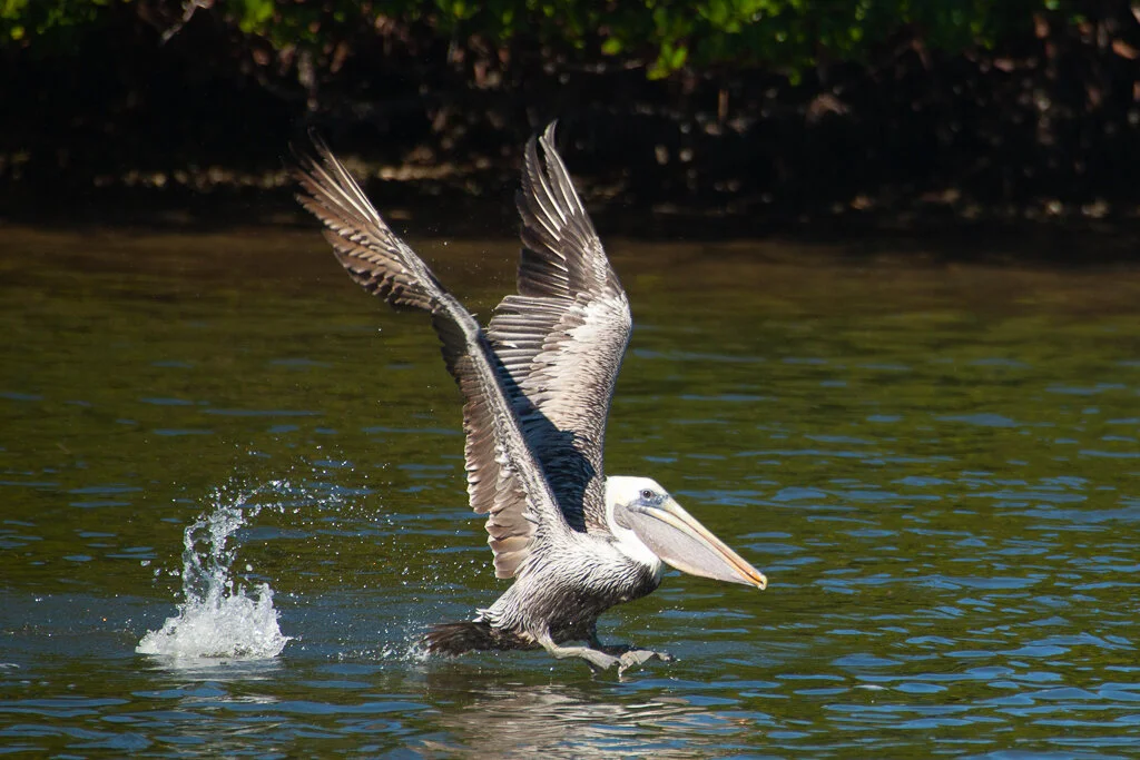 Florida Gallery (2 of 2) — Slonina Nature Photography