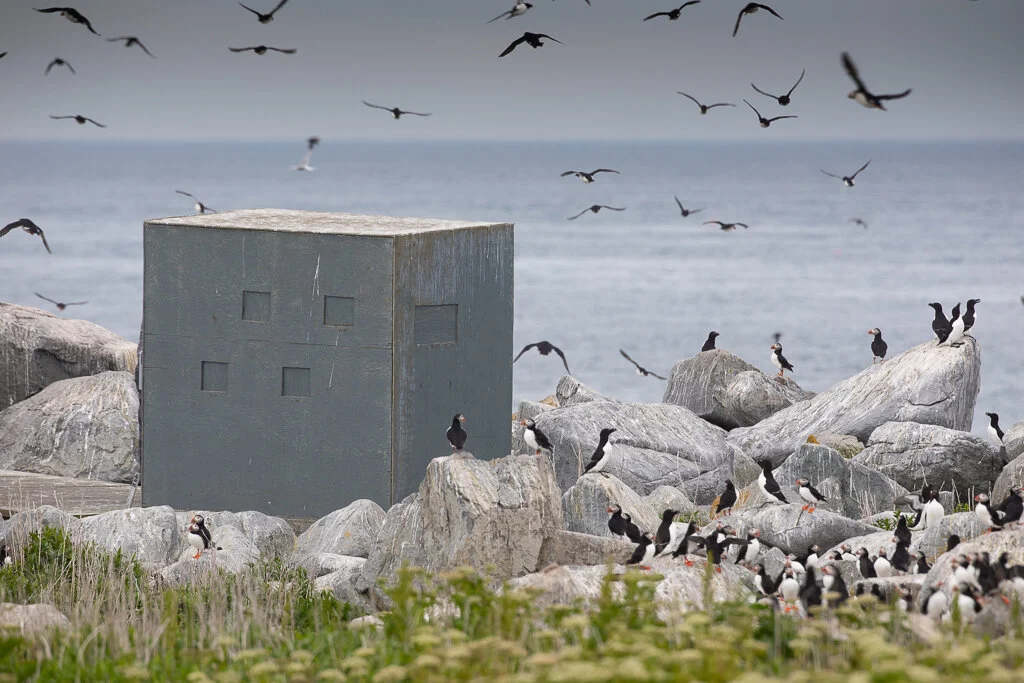 Acadia National Park and the Puffins — Slonina Nature Photography