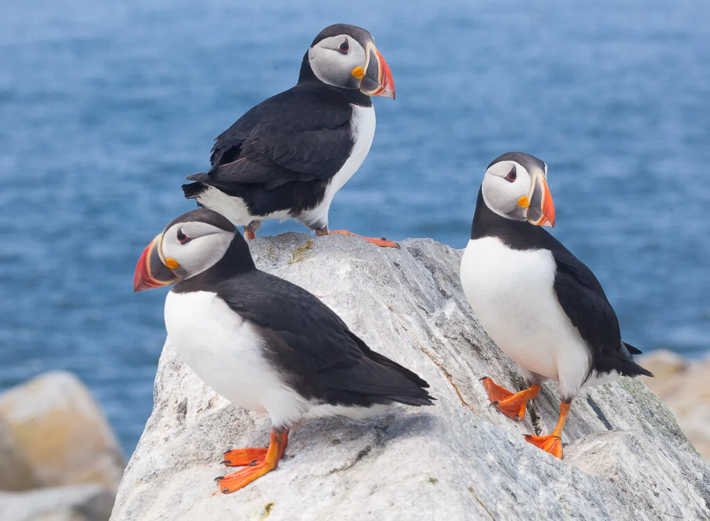 Acadia National Park and the Puffins — Slonina Nature Photography