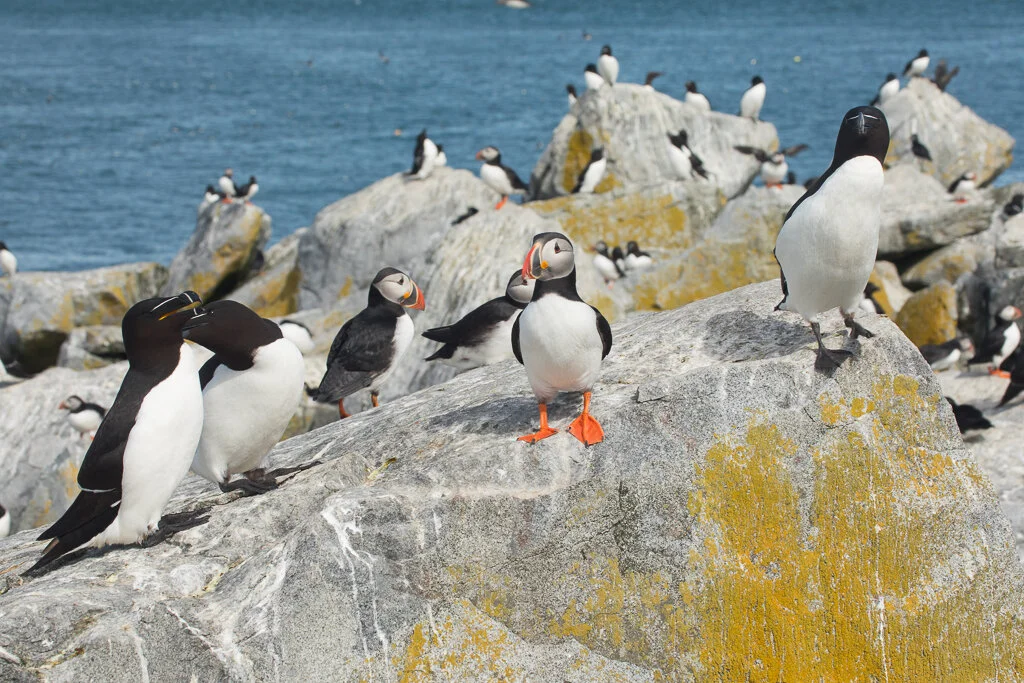 Acadia National Park and the Puffins — Slonina Nature Photography