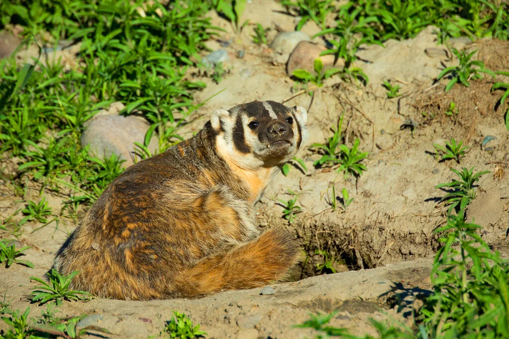 Yellowstone and Grand Teton Wildlife Gallery — Slonina Nature Photography