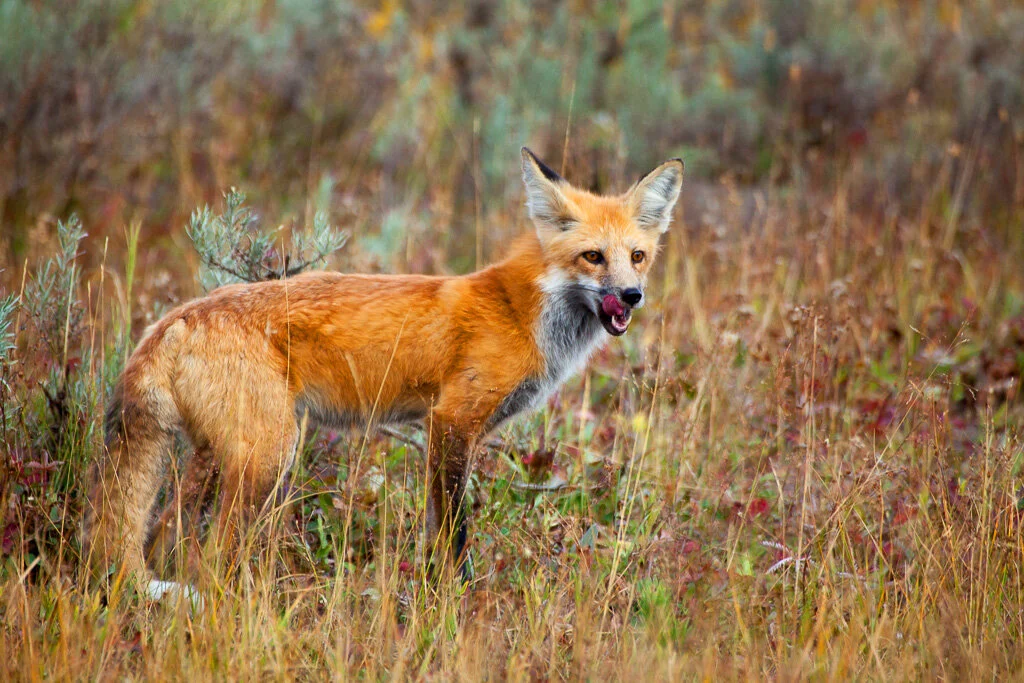 Yellowstone and Grand Teton Wildlife Gallery — Slonina Nature Photography
