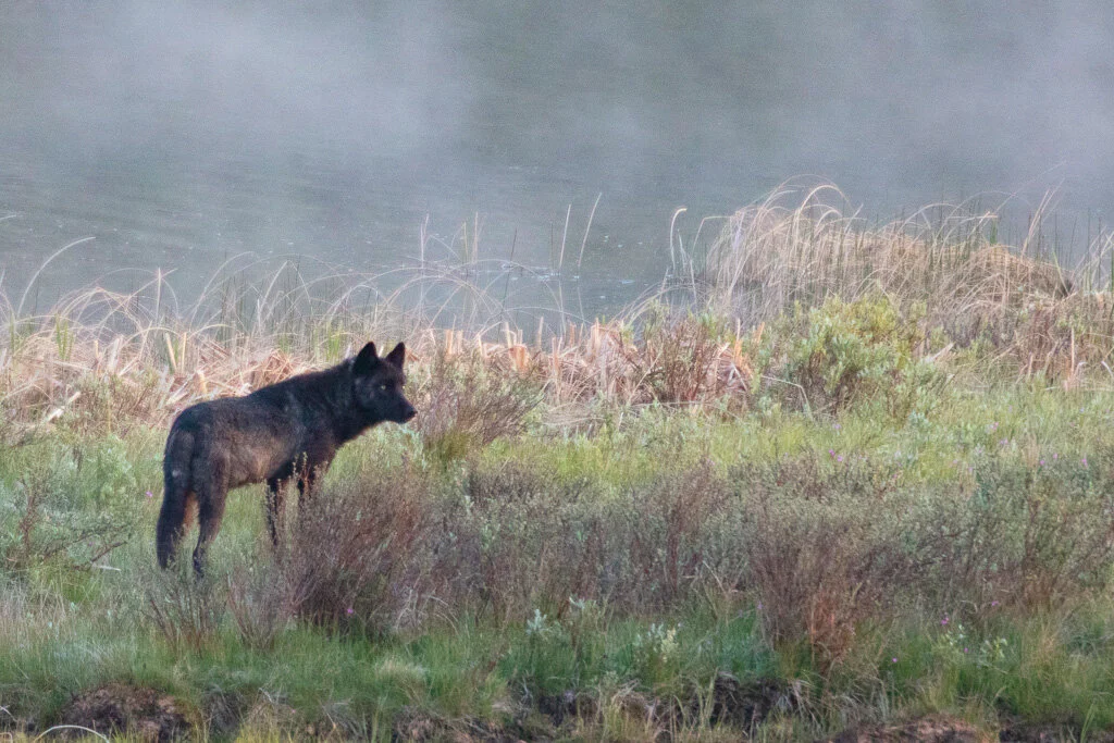 Yellowstone and Grand Teton Wildlife Gallery — Slonina Nature Photography