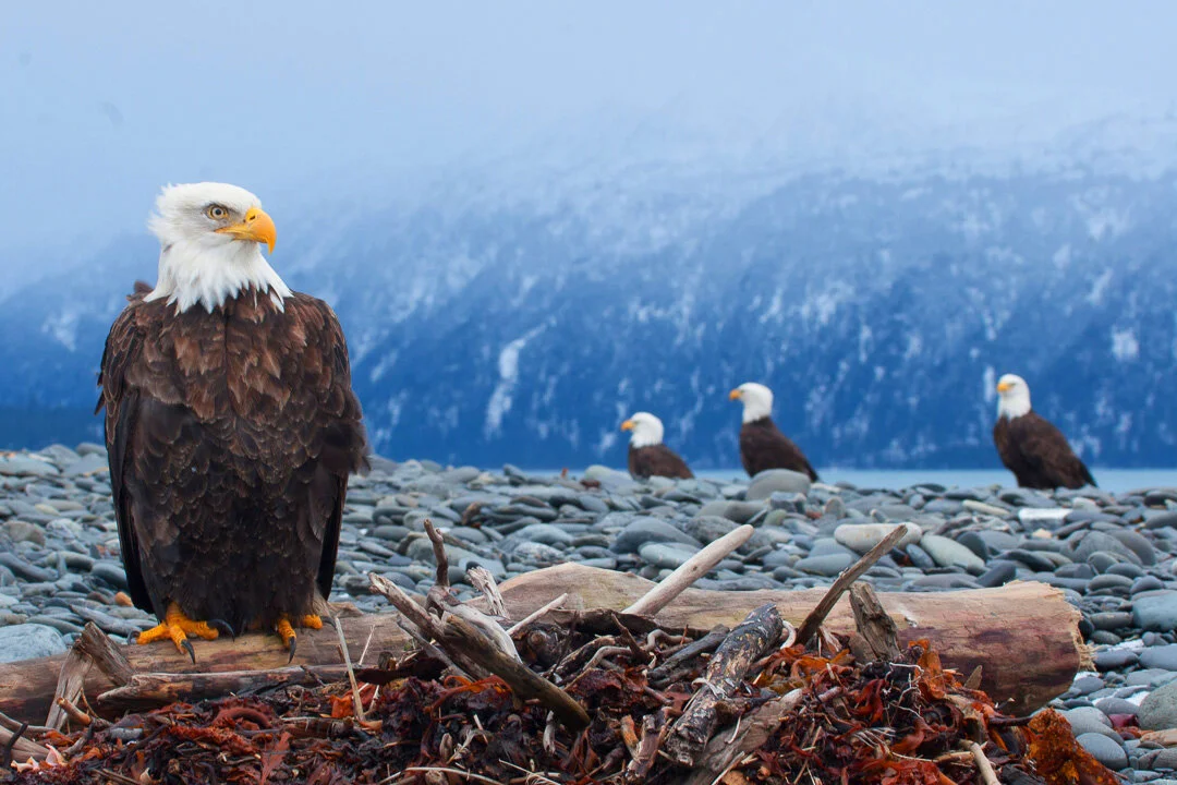 Alaska's Bald Eagles — Slonina Nature Photography