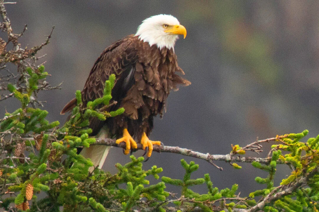 Alaska's Bald Eagles — Slonina Nature Photography