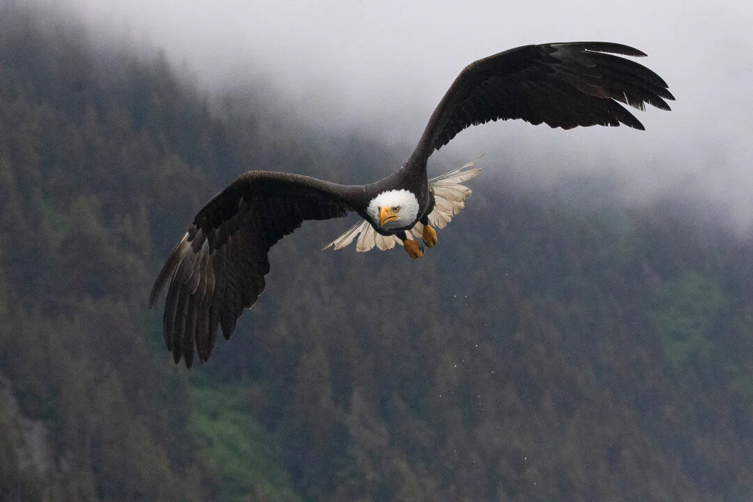 Alaska's Bald Eagles — Slonina Nature Photography