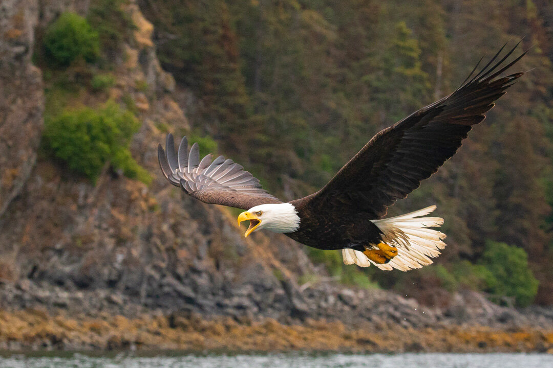 Alaska's Bald Eagles — Slonina Nature Photography