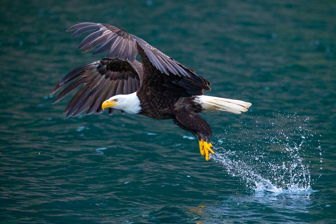 Alaska's Bald Eagles — Slonina Nature Photography