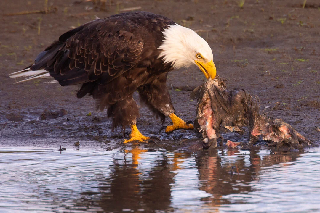 Alaska's Bald Eagles — Slonina Nature Photography