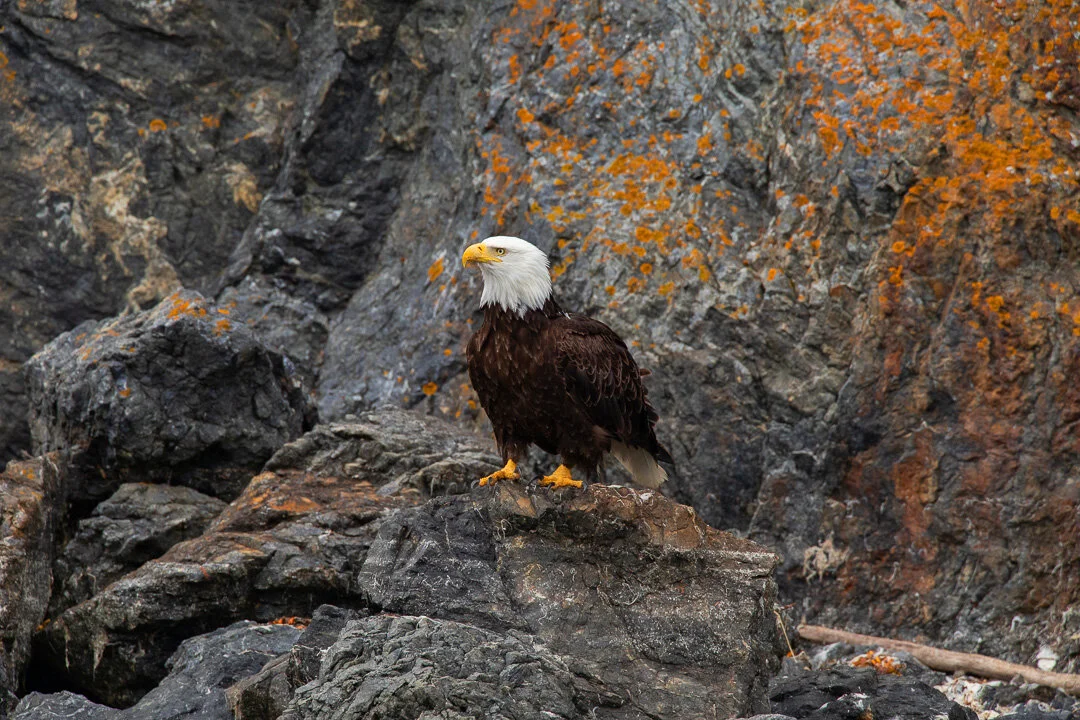 Alaska's Bald Eagles — Slonina Nature Photography