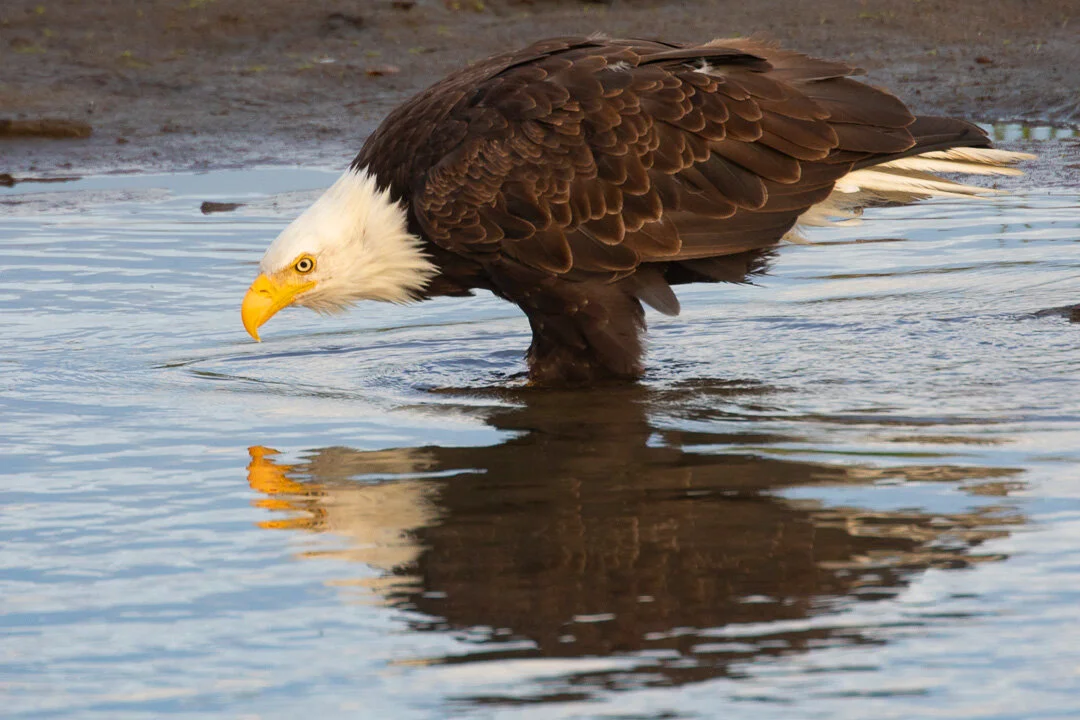 Alaska's Bald Eagles — Slonina Nature Photography