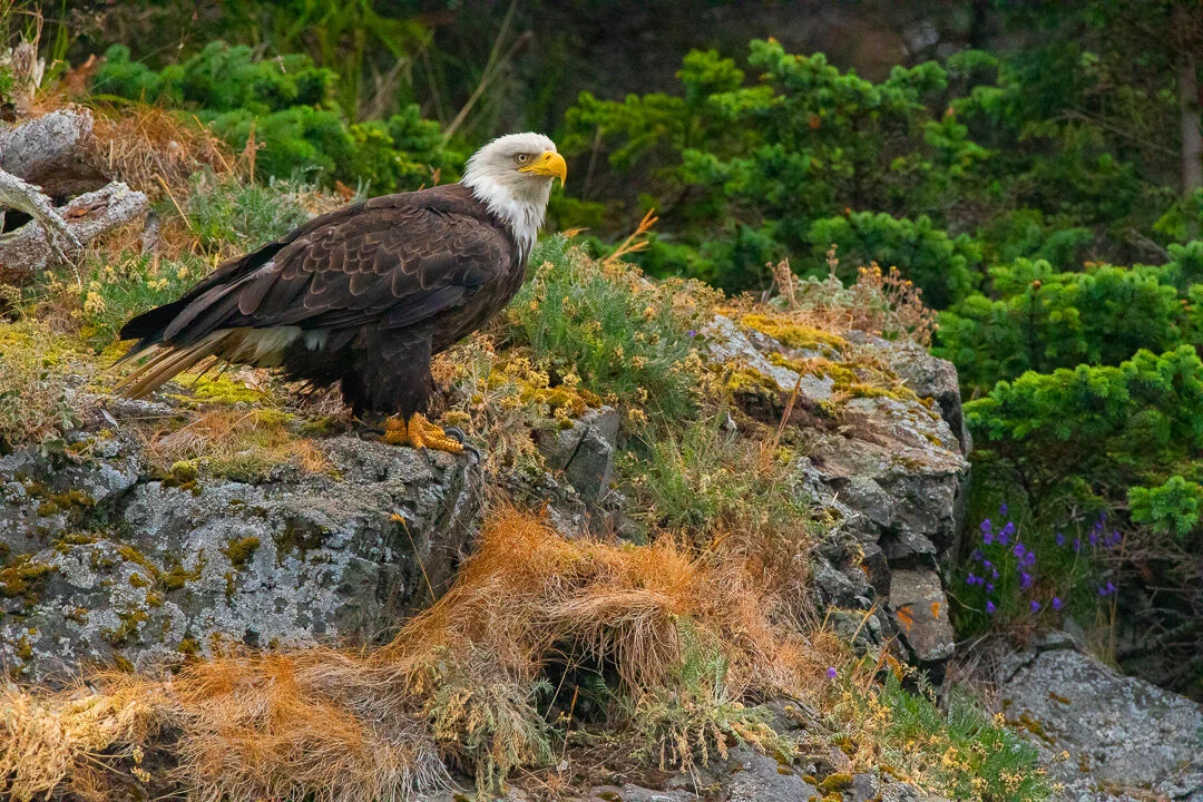 Alaska's Bald Eagles — Slonina Nature Photography