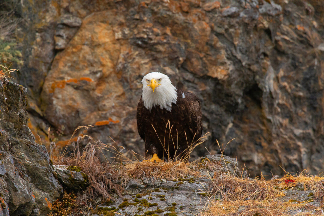 Alaska's Bald Eagles — Slonina Nature Photography