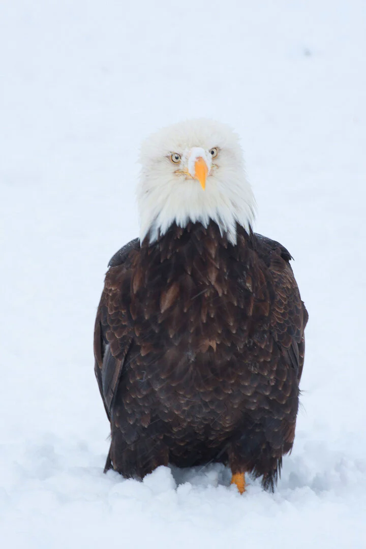 Alaska's Bald Eagles — Slonina Nature Photography