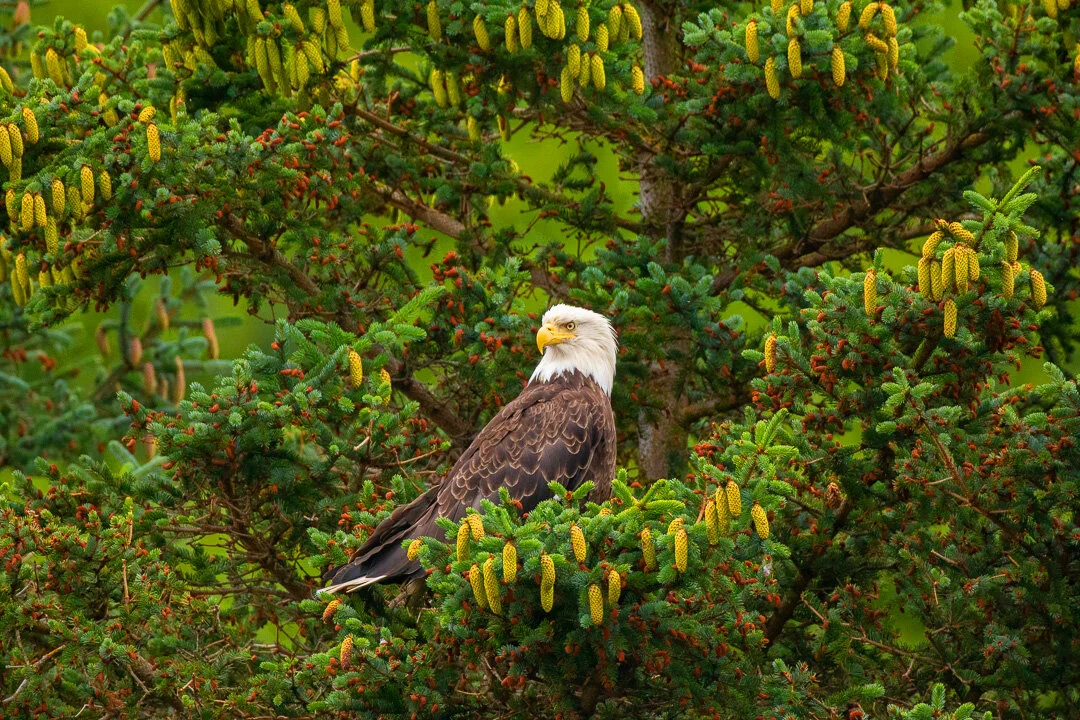 Alaska's Bald Eagles — Slonina Nature Photography