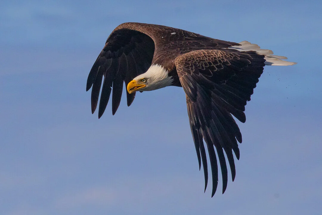 Alaska's Bald Eagles — Slonina Nature Photography