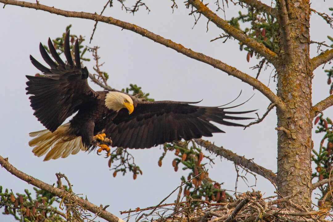 Alaska's Bald Eagles — Slonina Nature Photography