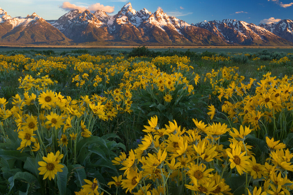 Slonina Nature Photography