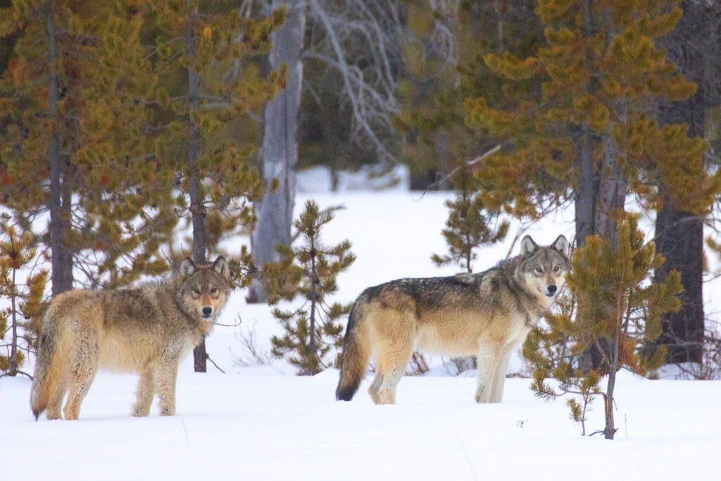 Yellowstone National Park Winter — Slonina Nature Photography