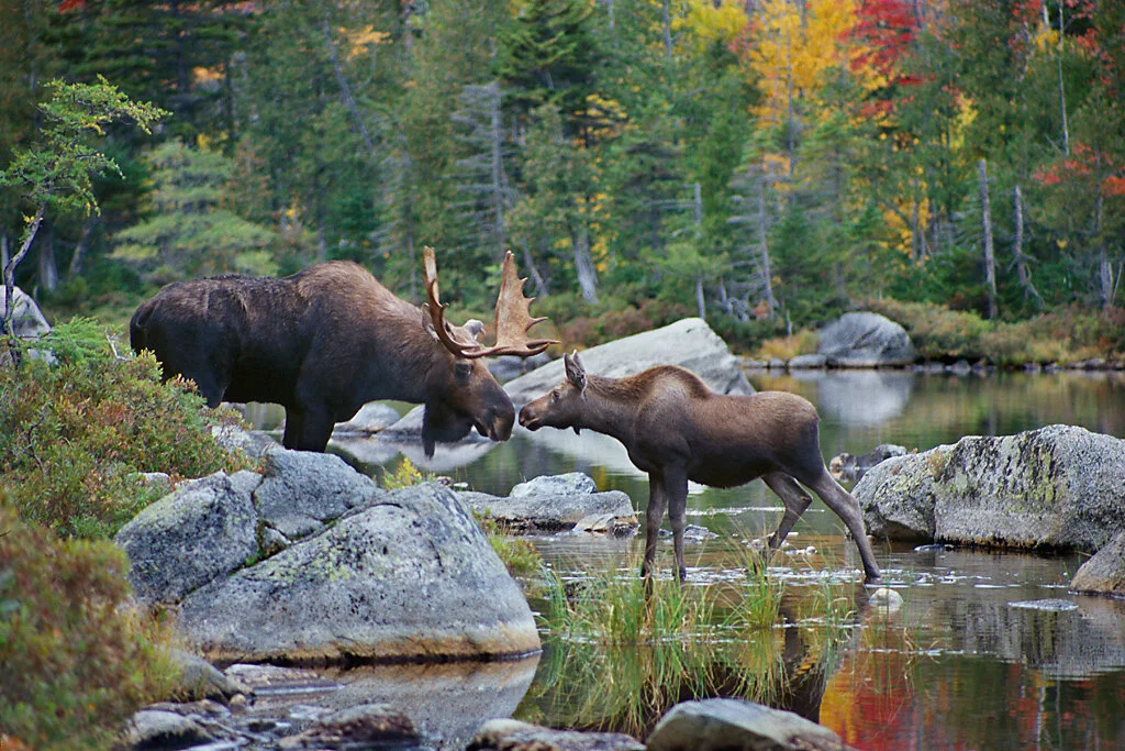 Moose Kissing A Goose