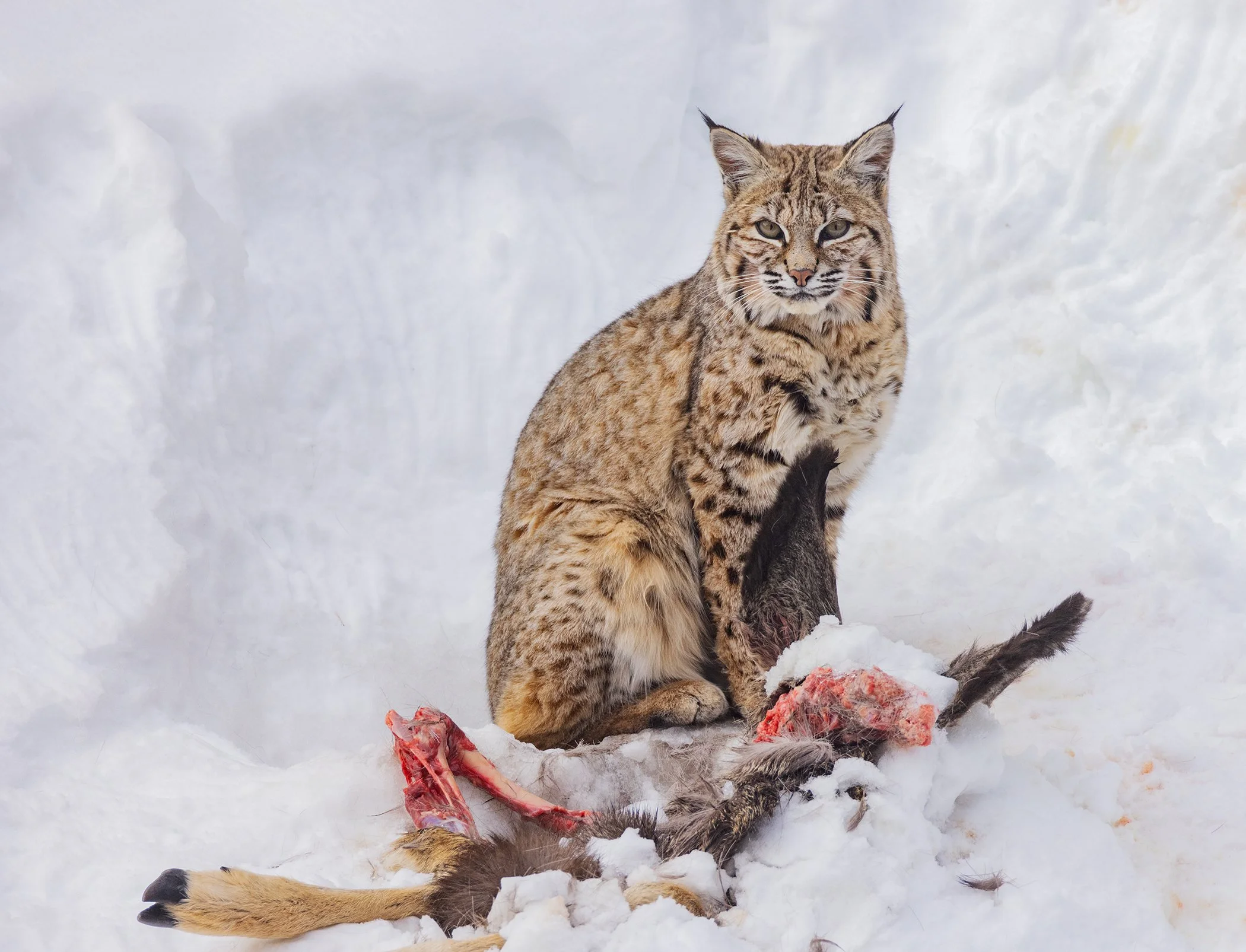 Yellowstone Winter Photo Tours and Workshops — Slonina Nature Photography