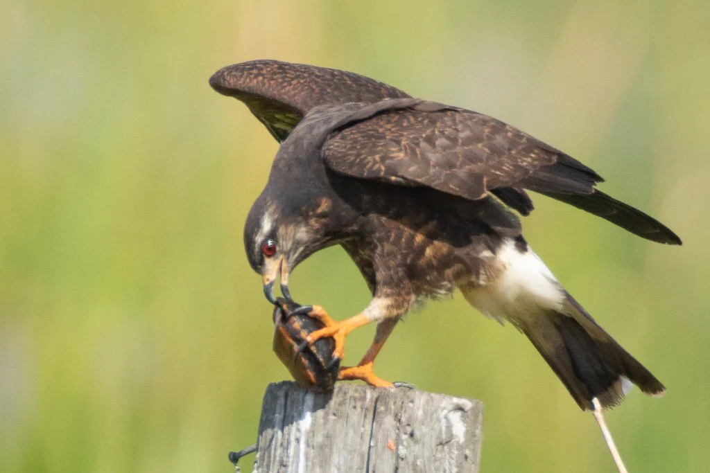 Florida Photo Tours and Workshops — Slonina Nature Photography