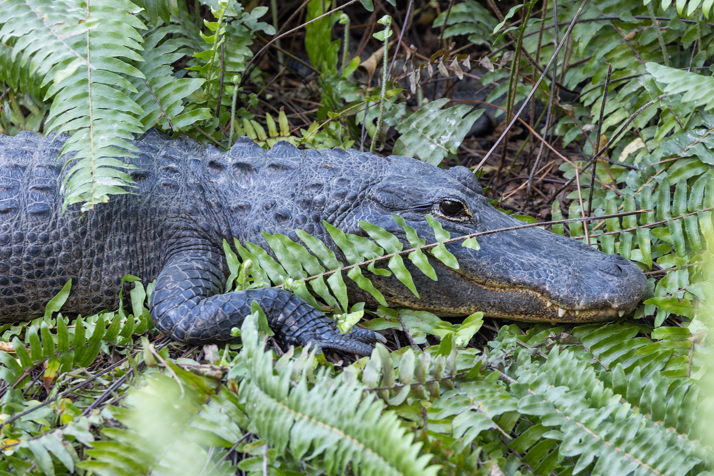 Florida Photo Tours and Workshops — Slonina Nature Photography