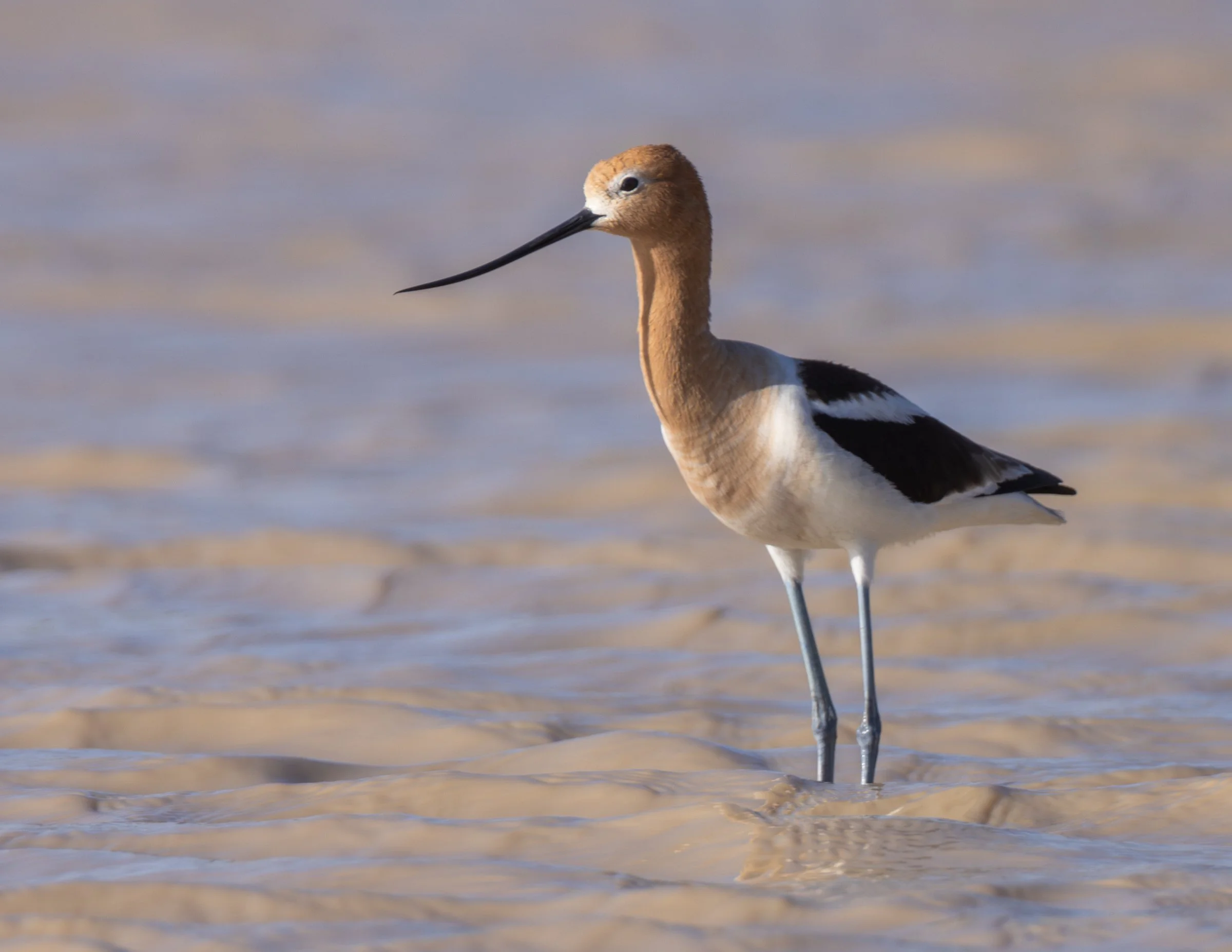 Arizona Bird Photography Workshop Tour — Slonina Nature Photography