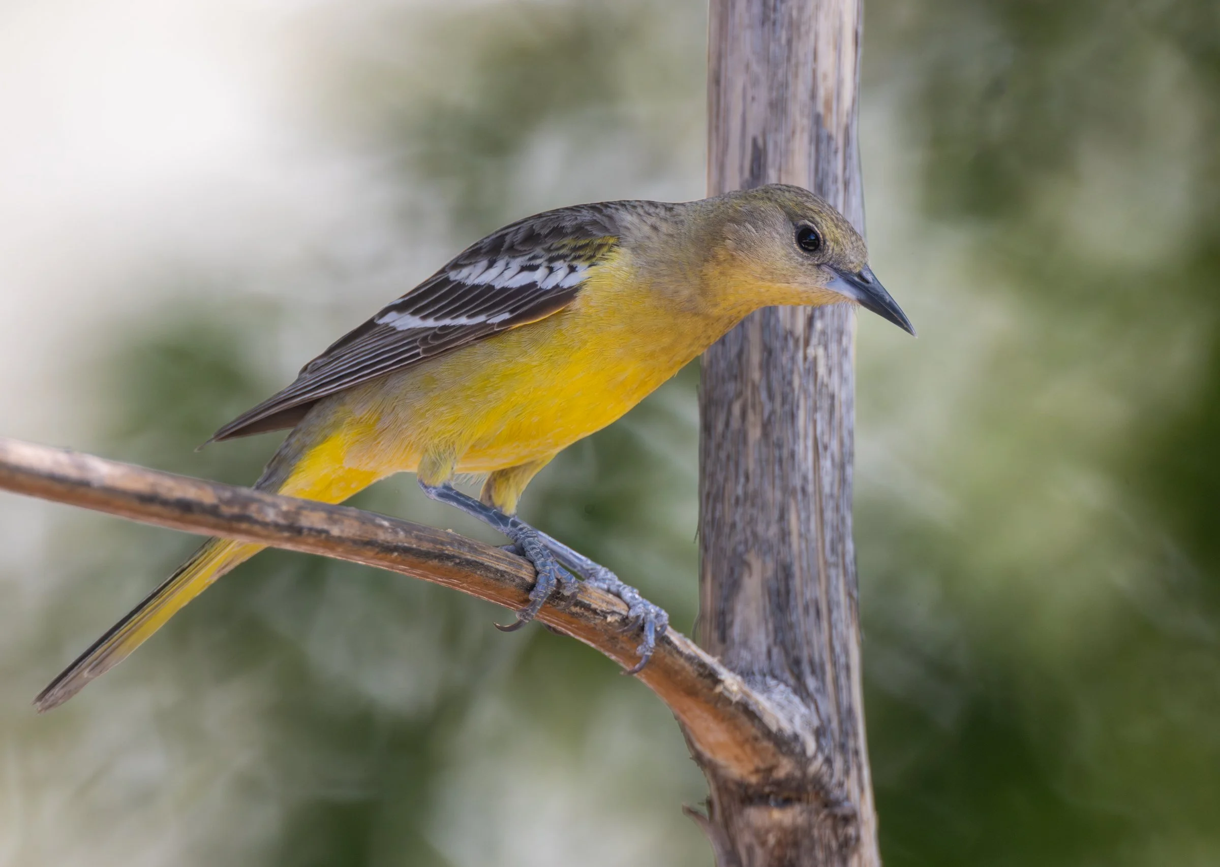 Arizona Bird Photography Workshop Tour — Slonina Nature Photography