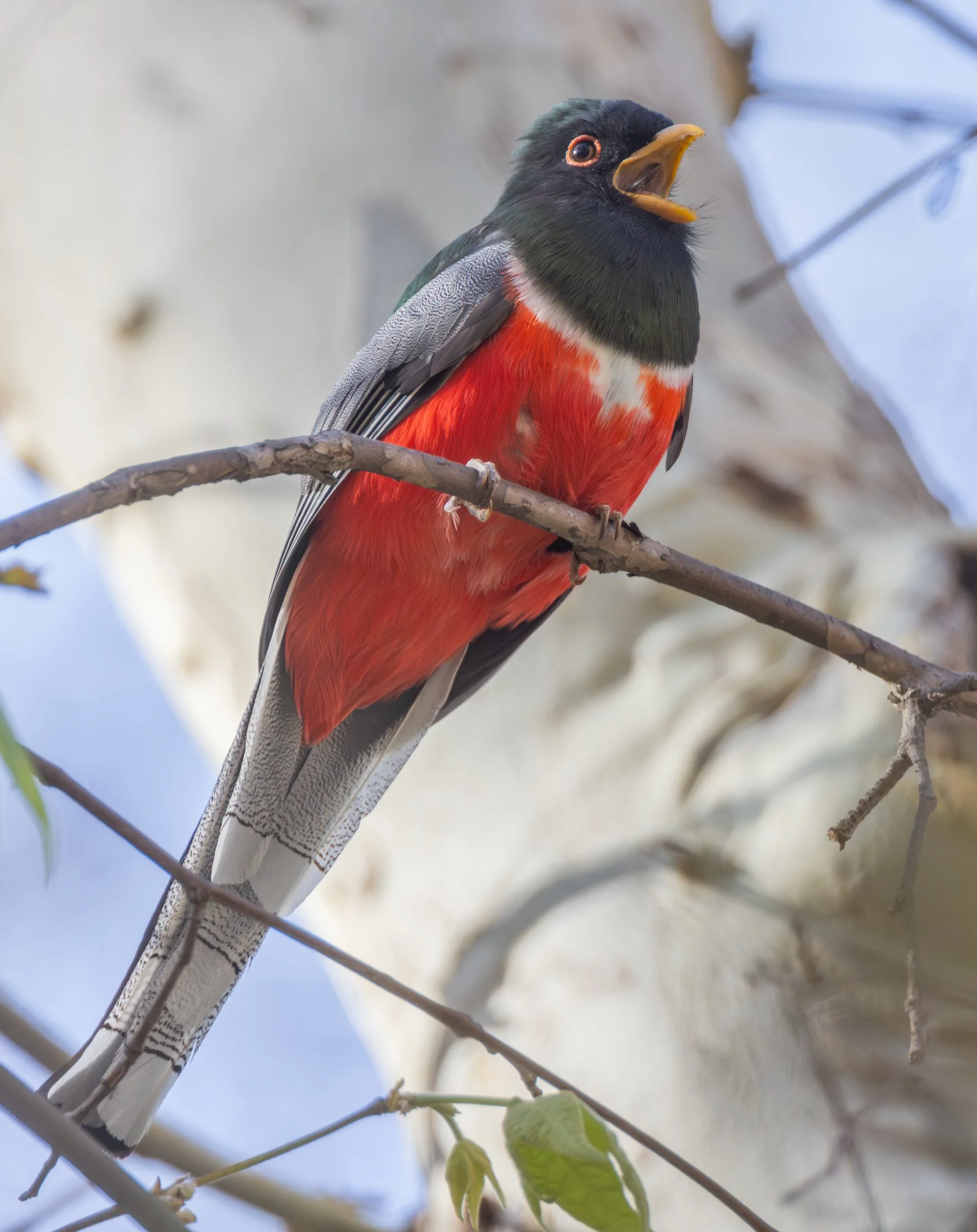 Arizona Bird Photography Workshop Tour — Slonina Nature Photography