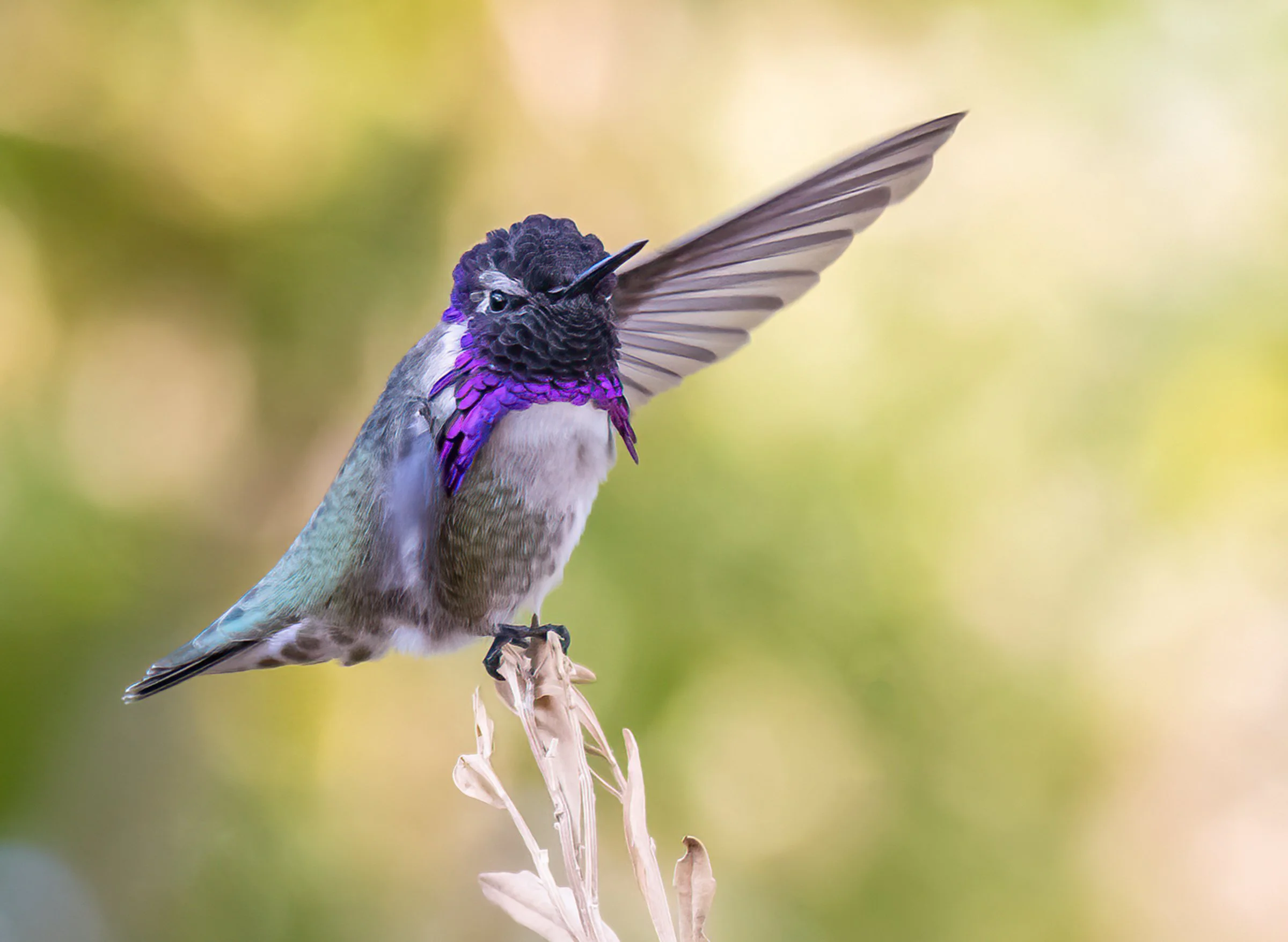 Arizona Bird Photography Workshop Tour — Slonina Nature Photography