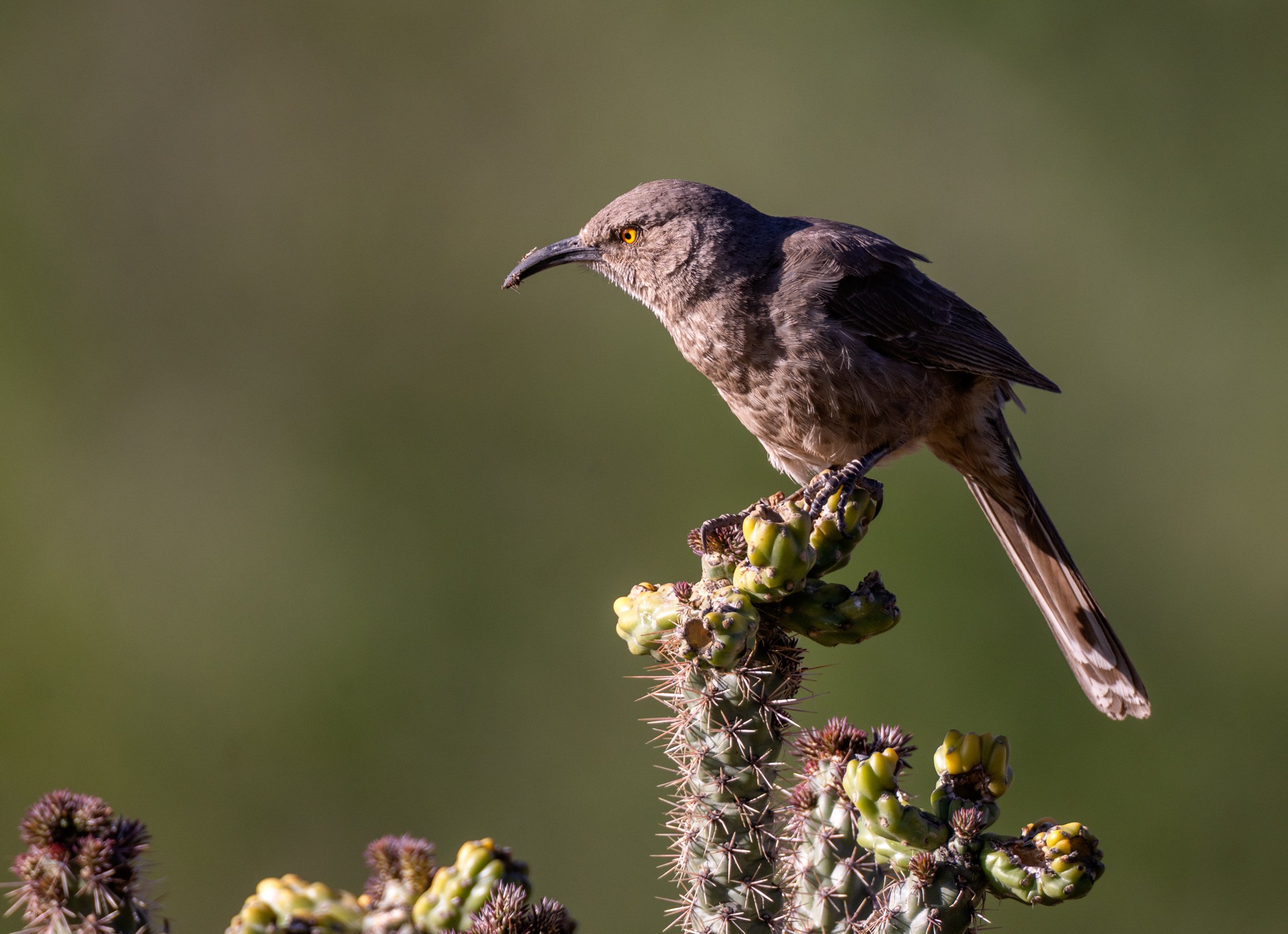 Arizona Bird Photography Workshop Tour — Slonina Nature Photography