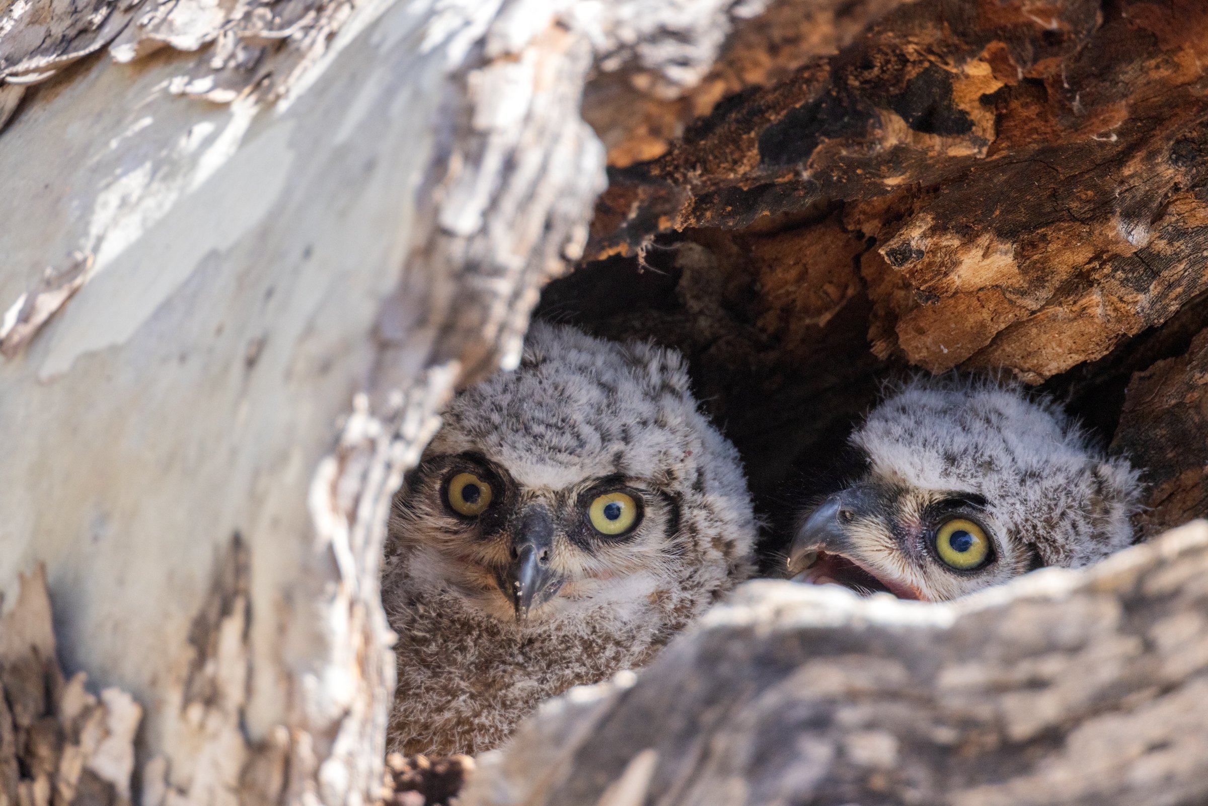 Arizona Bird Photography Workshop Tour — Slonina Nature Photography