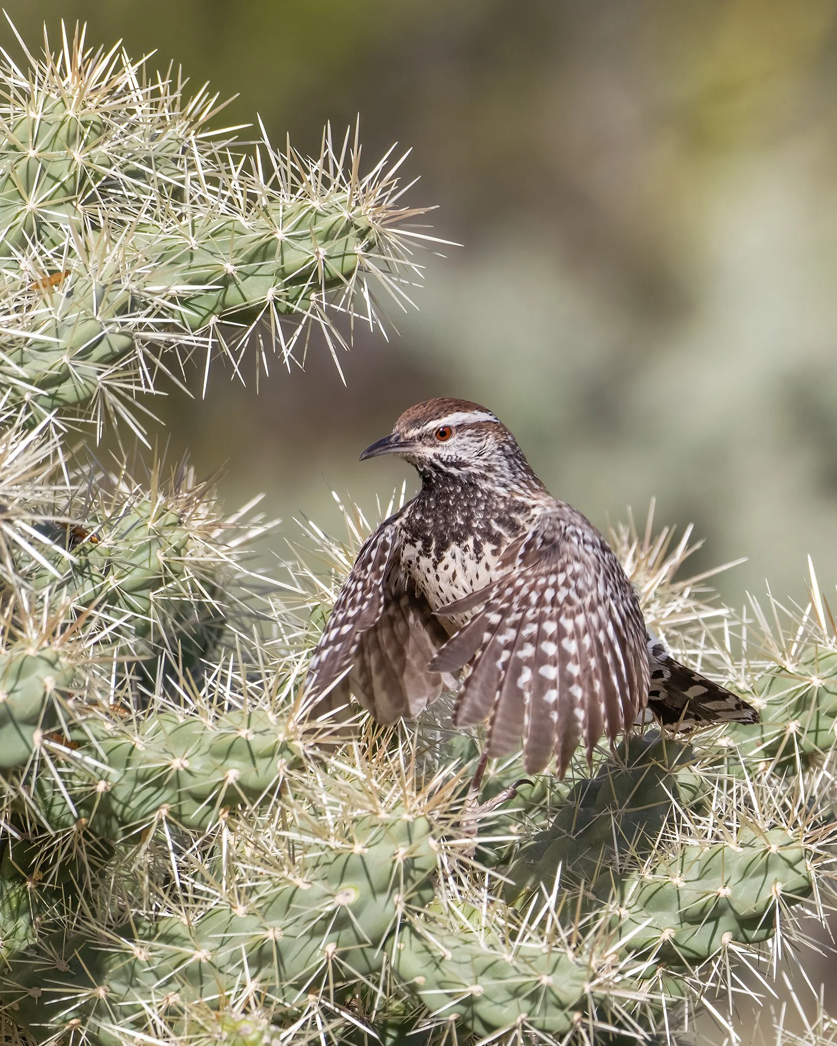 Arizona Bird Photography Workshop Tour — Slonina Nature Photography