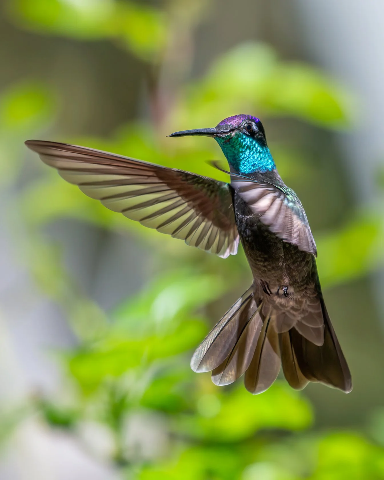 Arizona Bird Photography Workshop Tour — Slonina Nature Photography