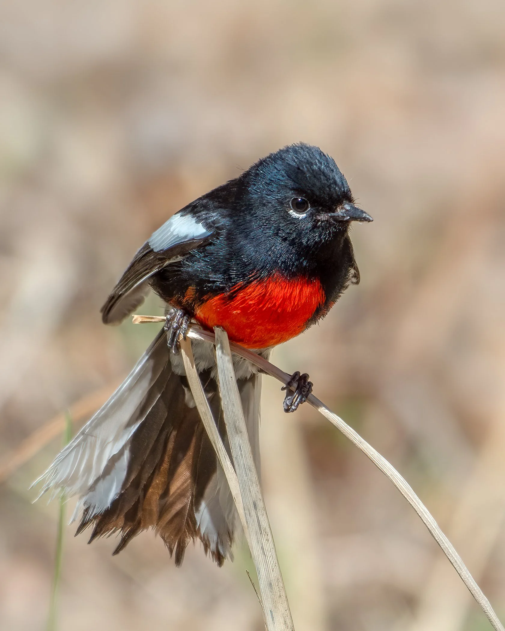 Arizona Bird Photography Workshop Tour — Slonina Nature Photography