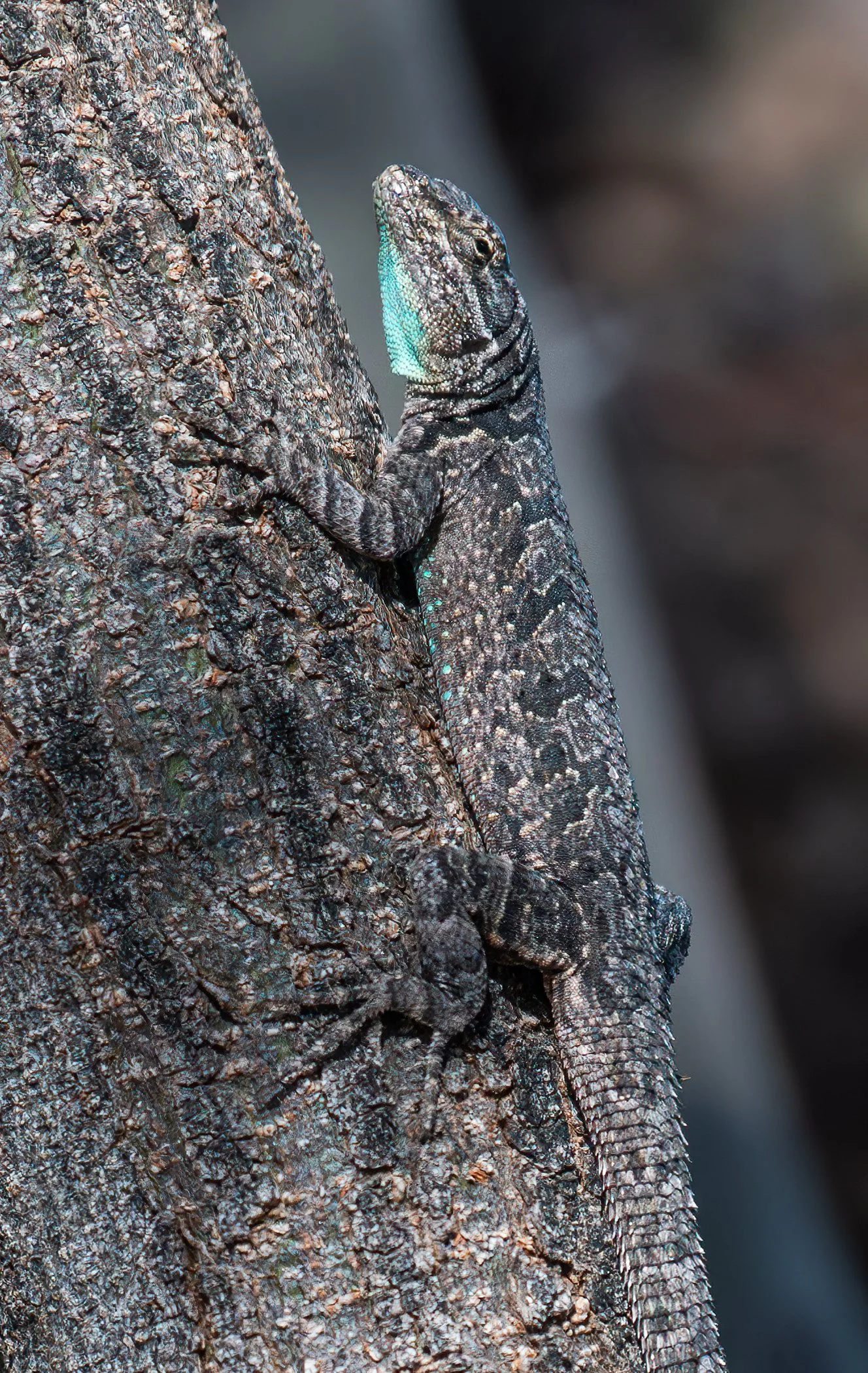Arizona Bird Photography Workshop Tour — Slonina Nature Photography