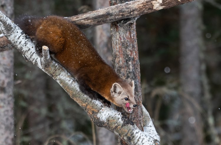 Nine Facts About American Martens — Slonina Nature Photography