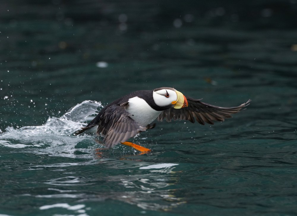 Alaska Land & Sea Photography Tour on the Kenai Peninsula — Slonina ...