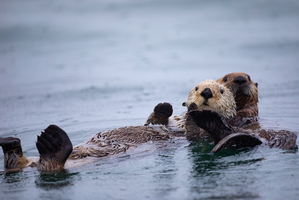 Alaska Land & Sea Photo Tour — Slonina Nature Photography