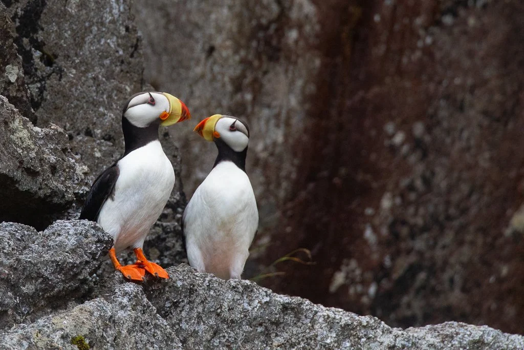 Alaska Land & Sea Photography Tour on the Kenai Peninsula — Slonina ...