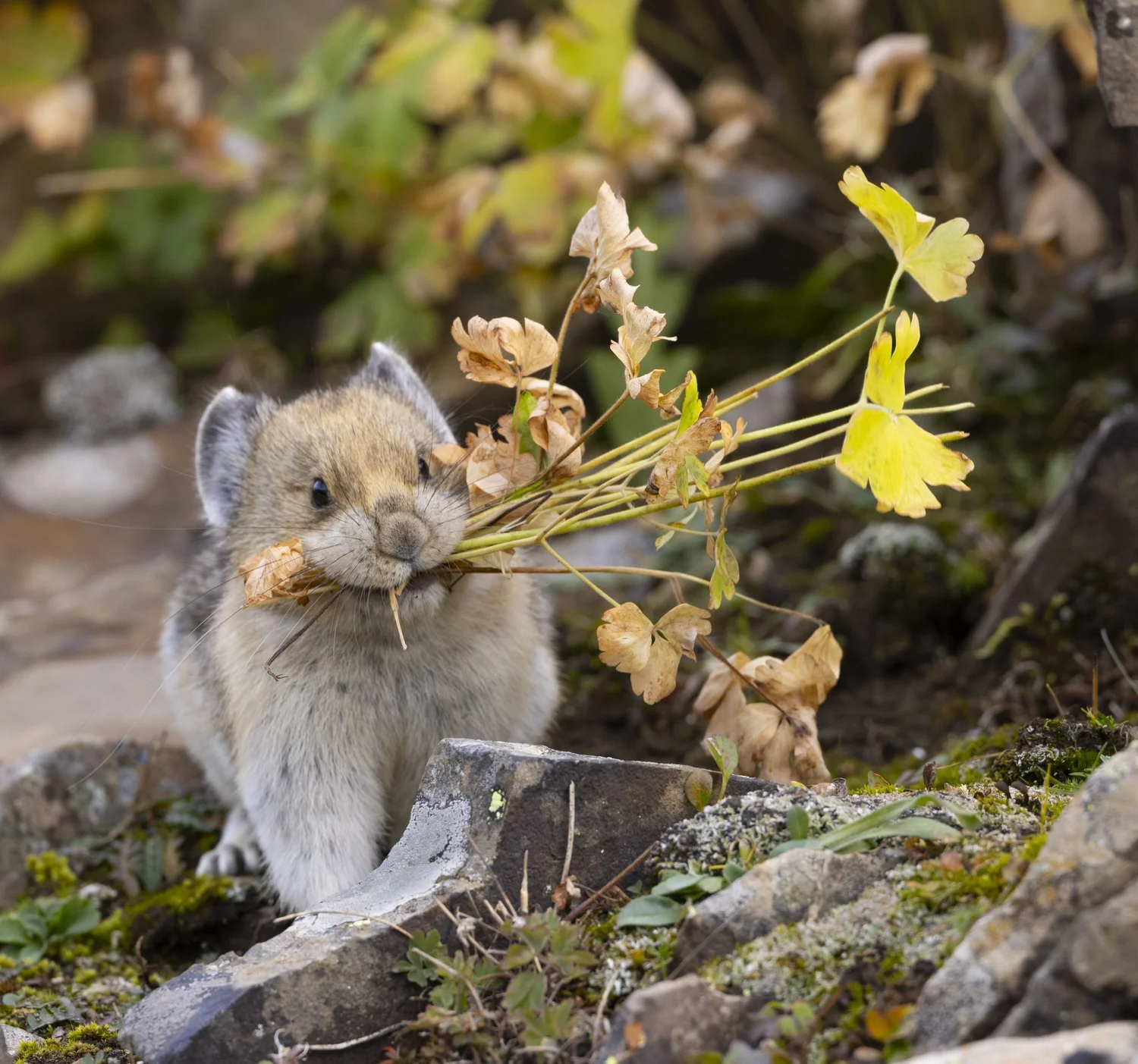 Nine Facts About Pikas — Slonina Nature Photography