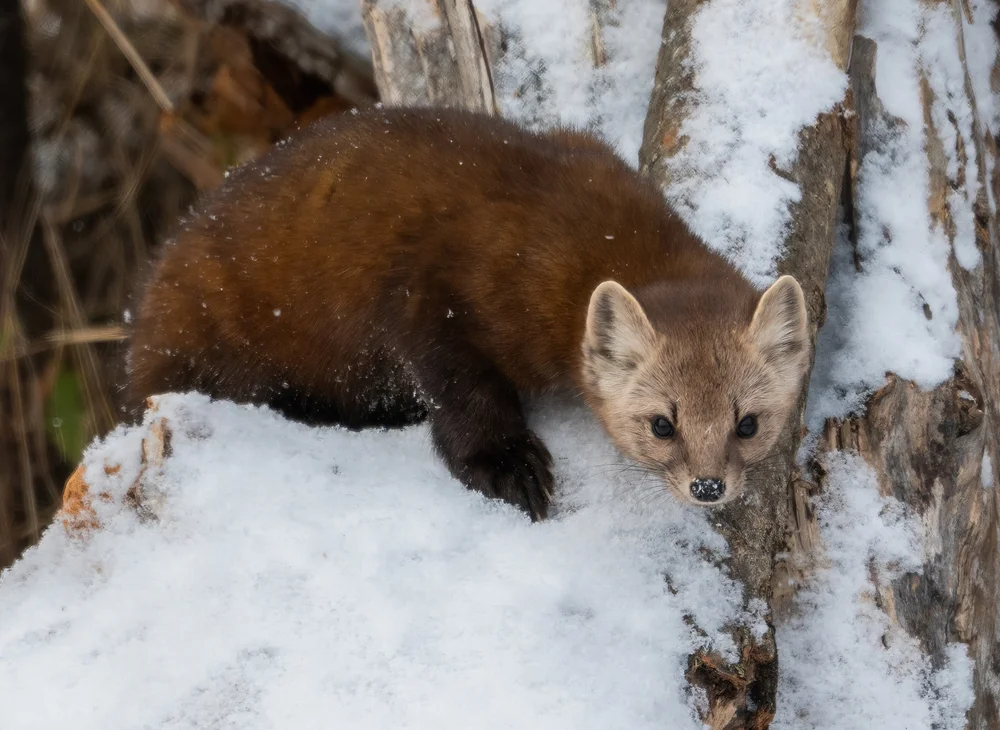 Nine Facts About American Martens — Slonina Nature Photography