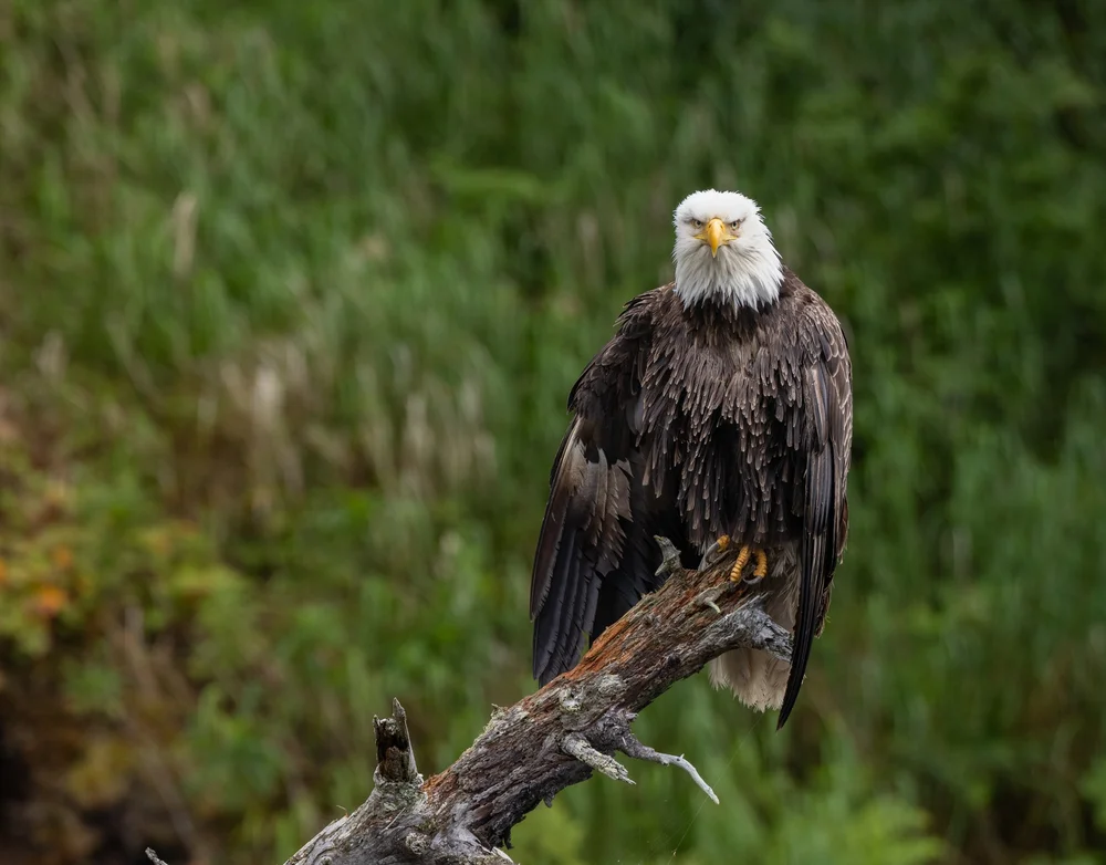 Alaska Land & Sea Photography Tour on the Kenai Peninsula — Slonina ...
