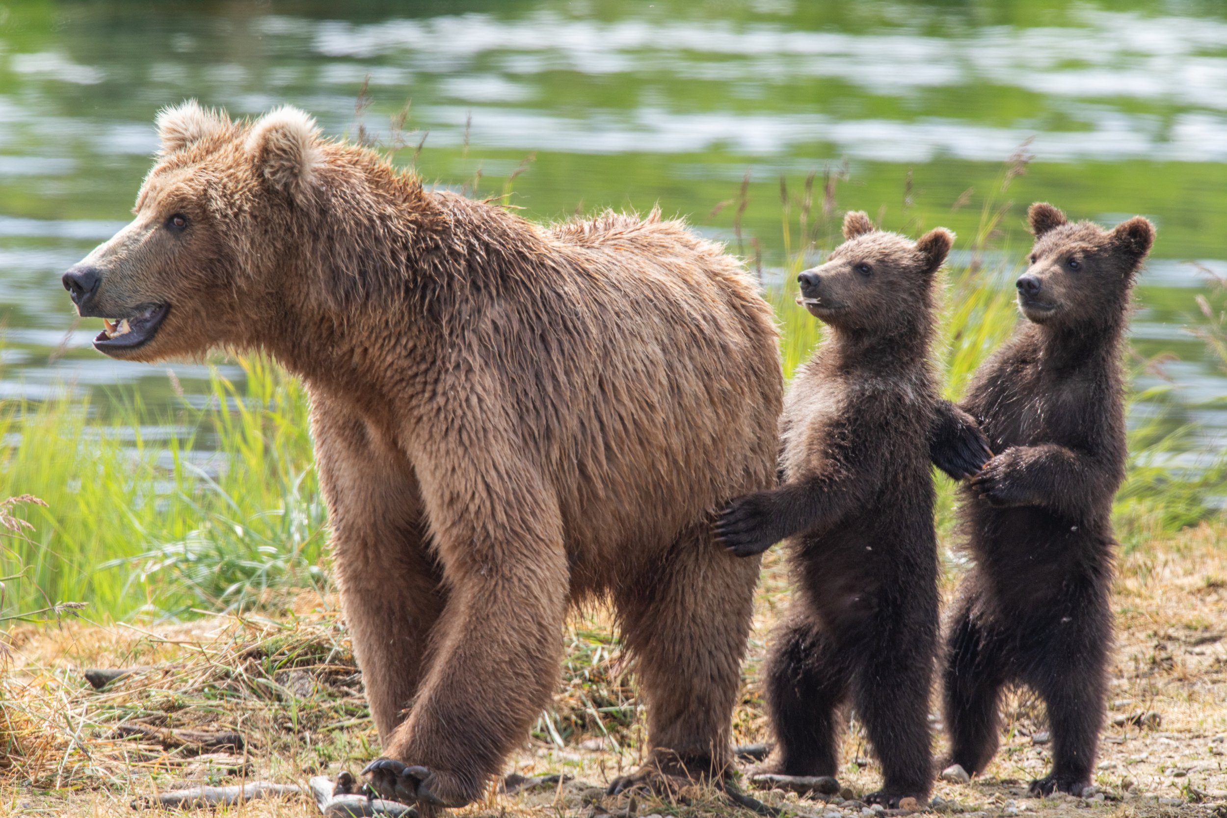 Alaska Bears Photo Tours and Workshops — Slonina Nature Photography