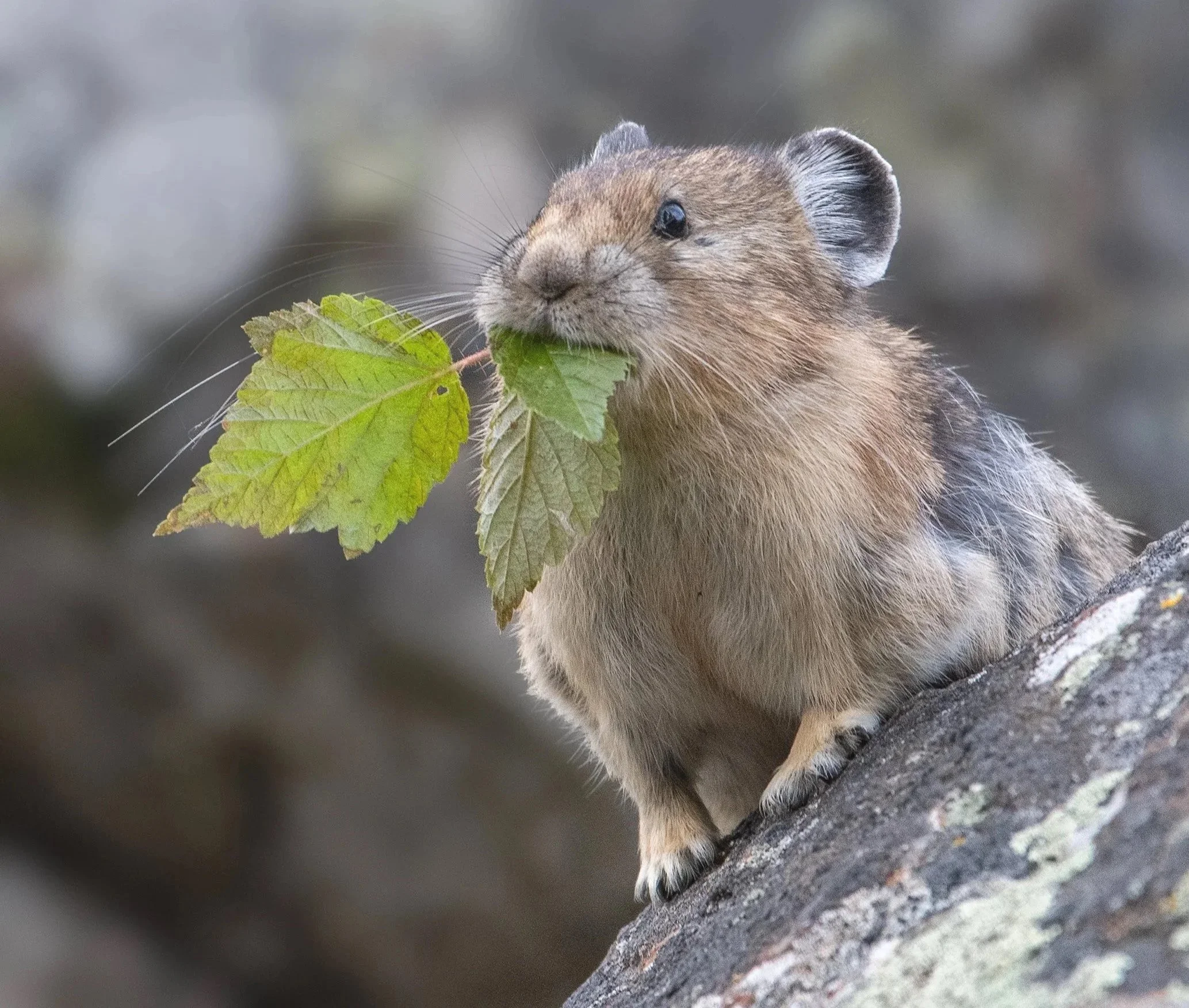 Nine Facts About Pikas — Slonina Nature Photography