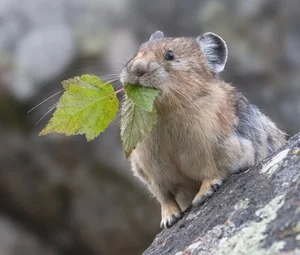 Nine Facts About Pikas — Slonina Nature Photography