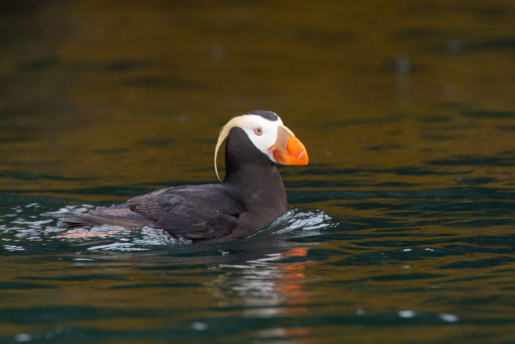 Alaska Land & Sea Photo Tour — Slonina Nature Photography