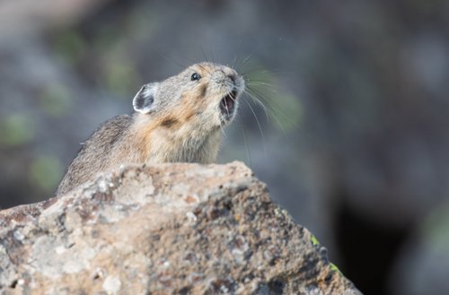 Nine Facts About Pikas — Slonina Nature Photography