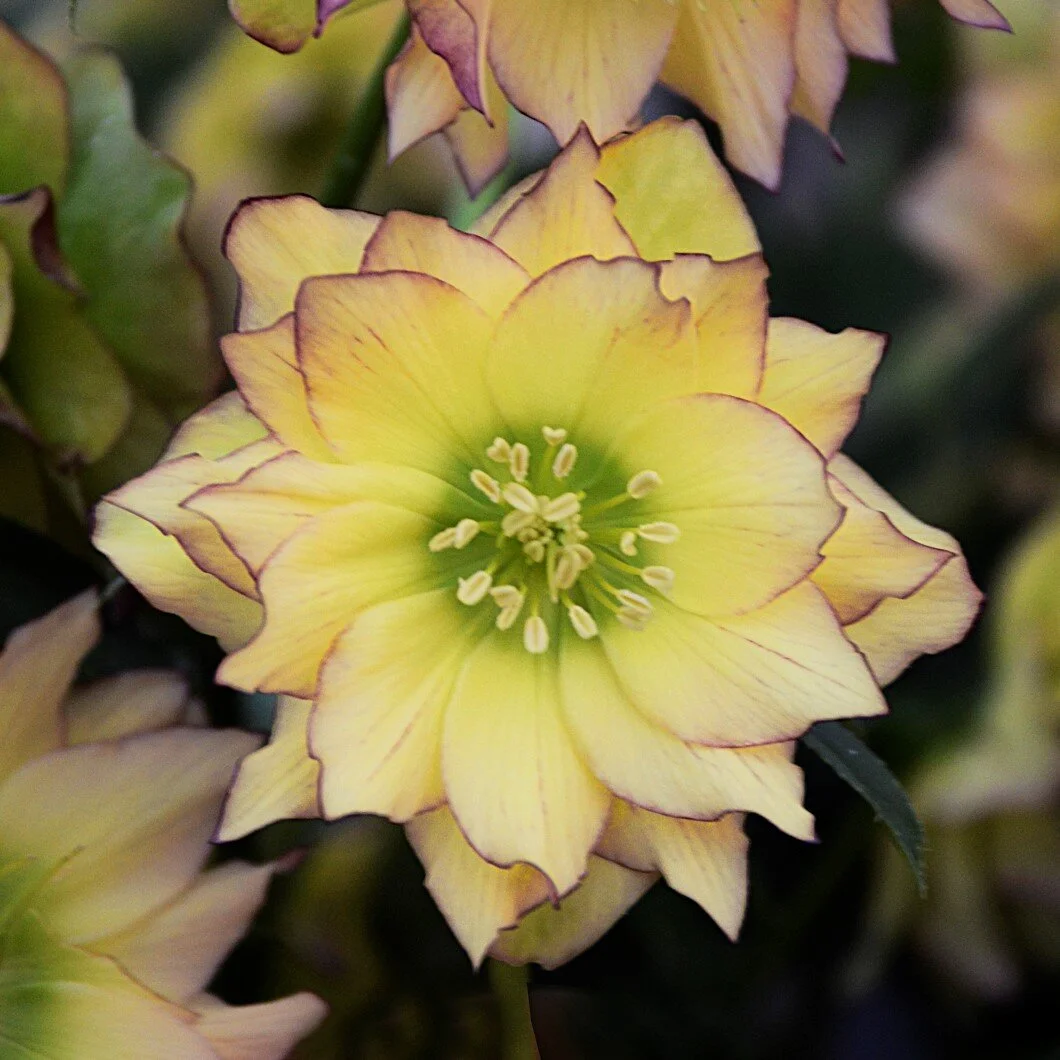 Helleborus — Petal Heads